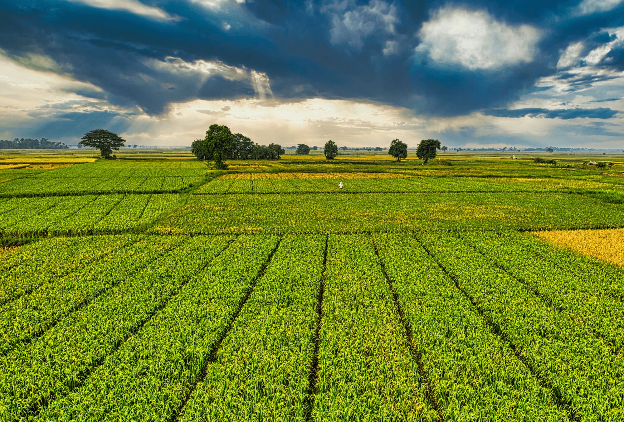 Qurban Agro Farms - Leading Organic Agro Farm of Pakistan